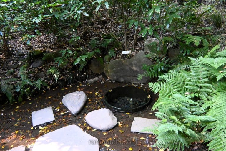 Explore Meiji Shrine: History, Stunning Photos, and Goshuin Guide